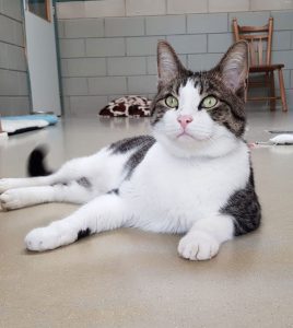 Home - Dierenasiel Almere