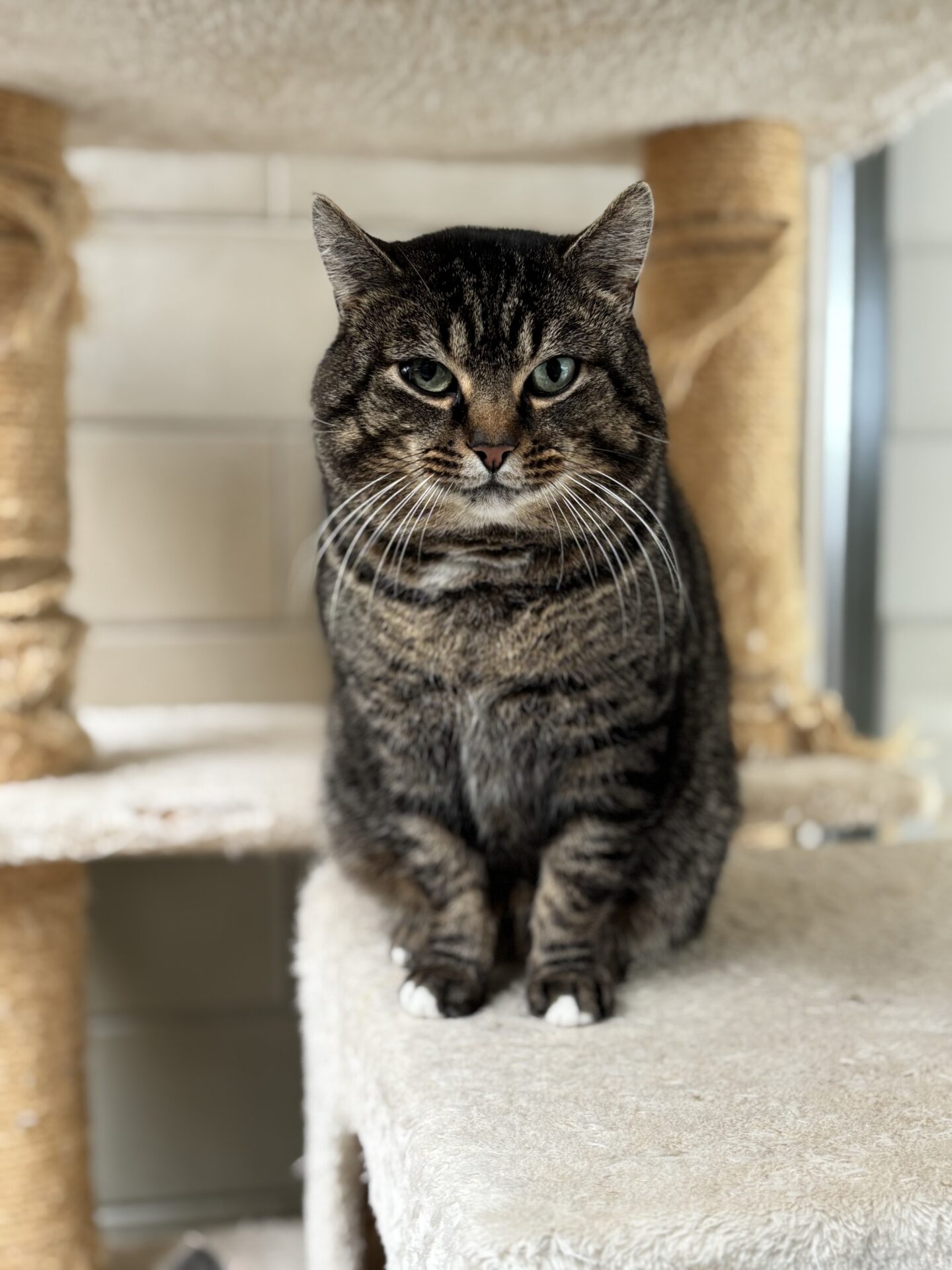 Onze asielkatten - Dierenasiel Almere