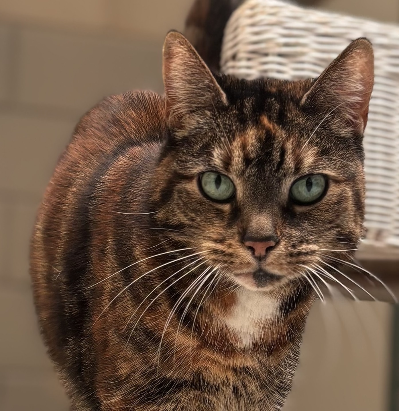 Onze asielkatten - Dierenasiel Almere