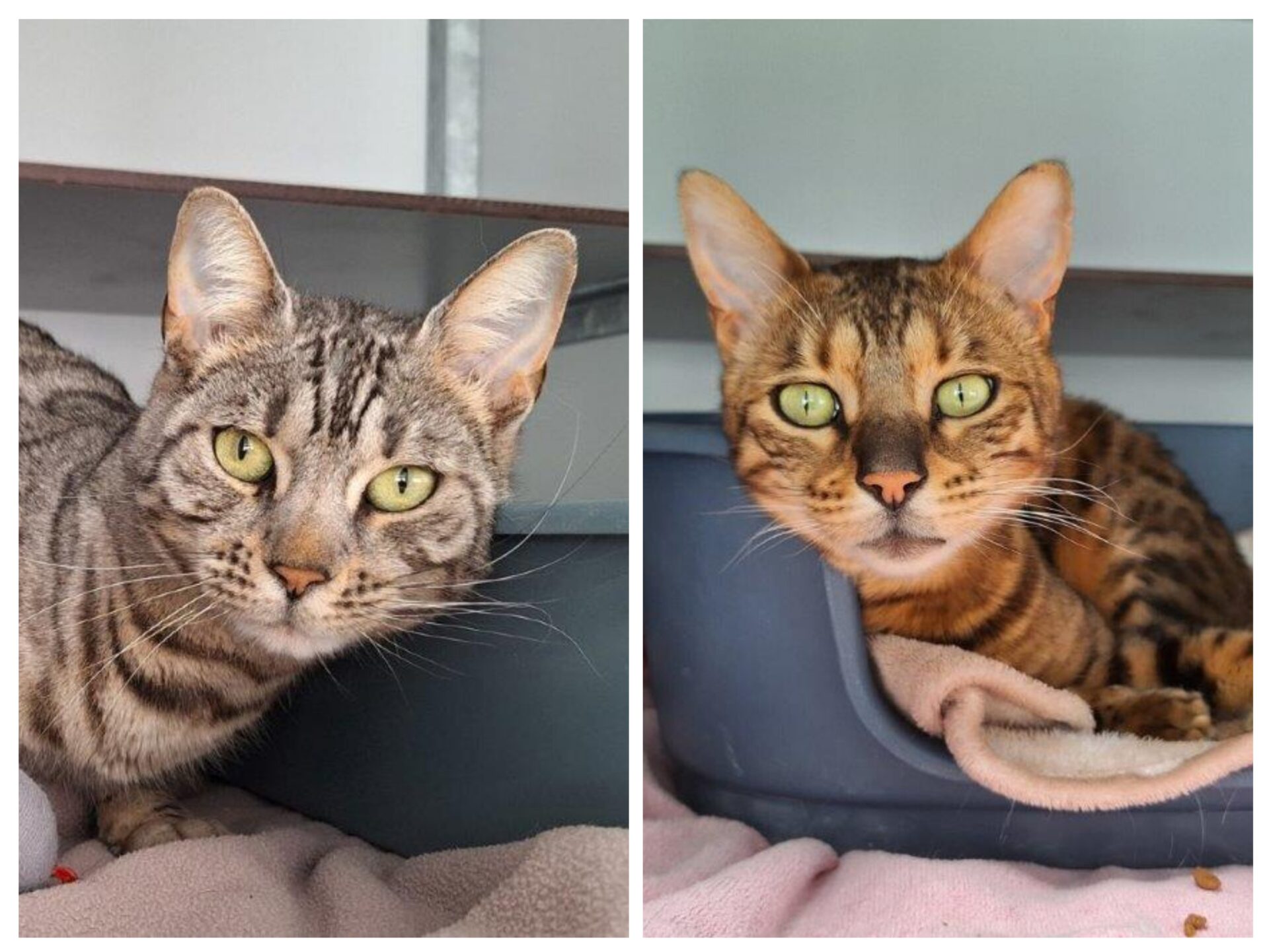 Onze asielkatten - Dierenasiel Almere