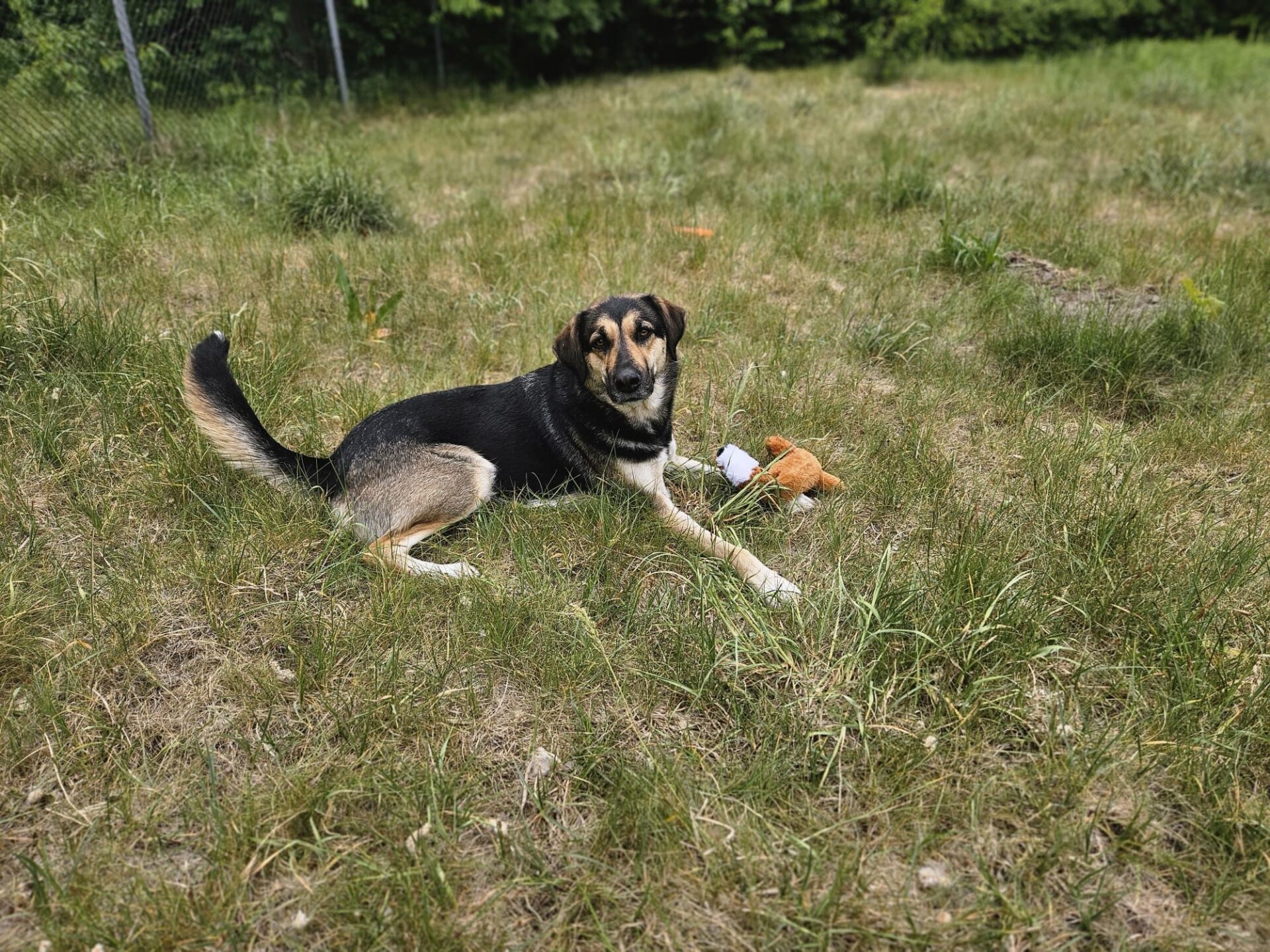 Aspi – Dierenasiel Almere