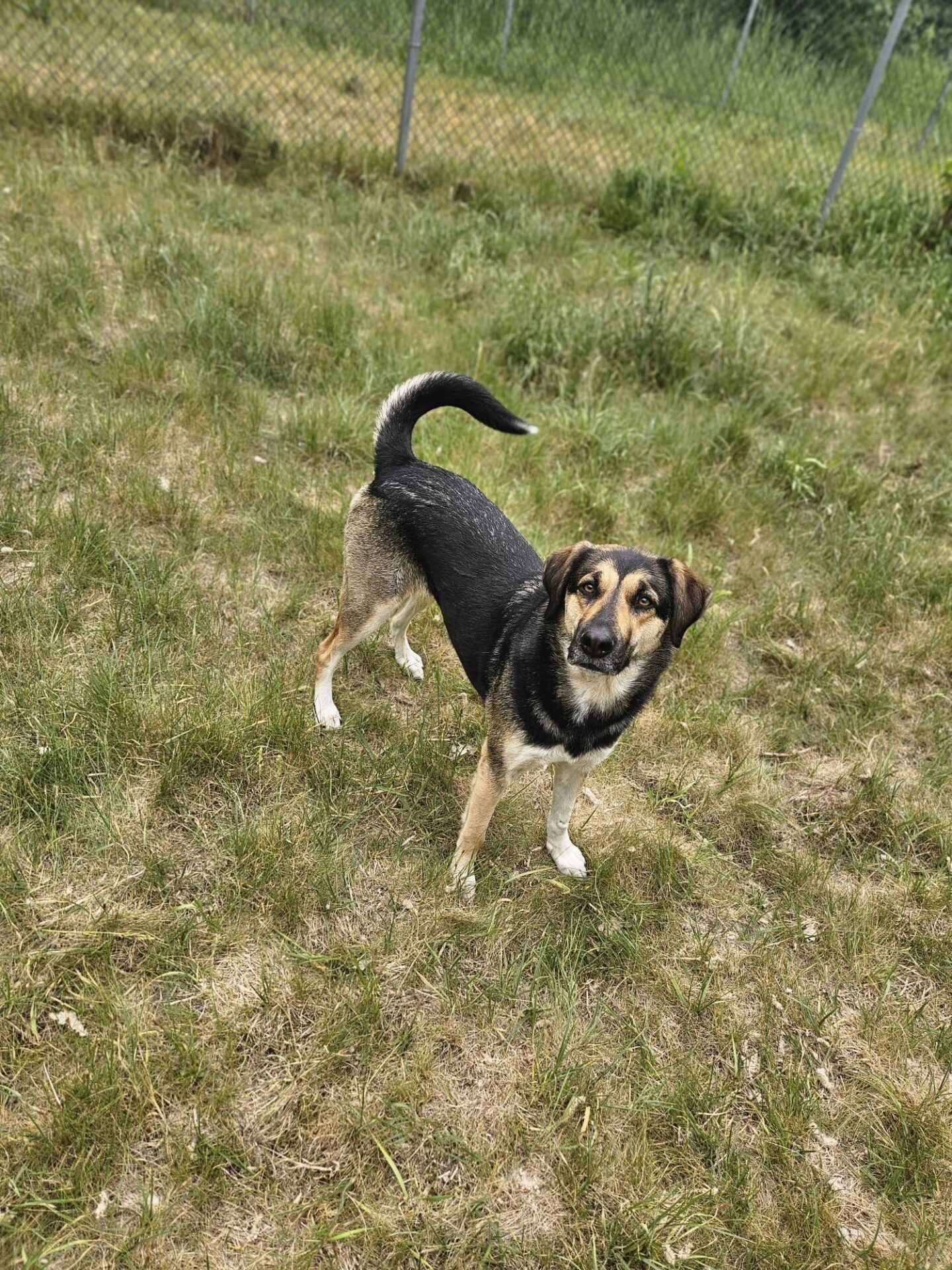 Aspi – Dierenasiel Almere