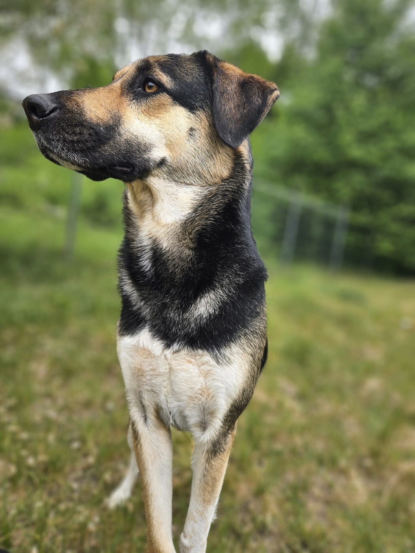 Aspi – Dierenasiel Almere