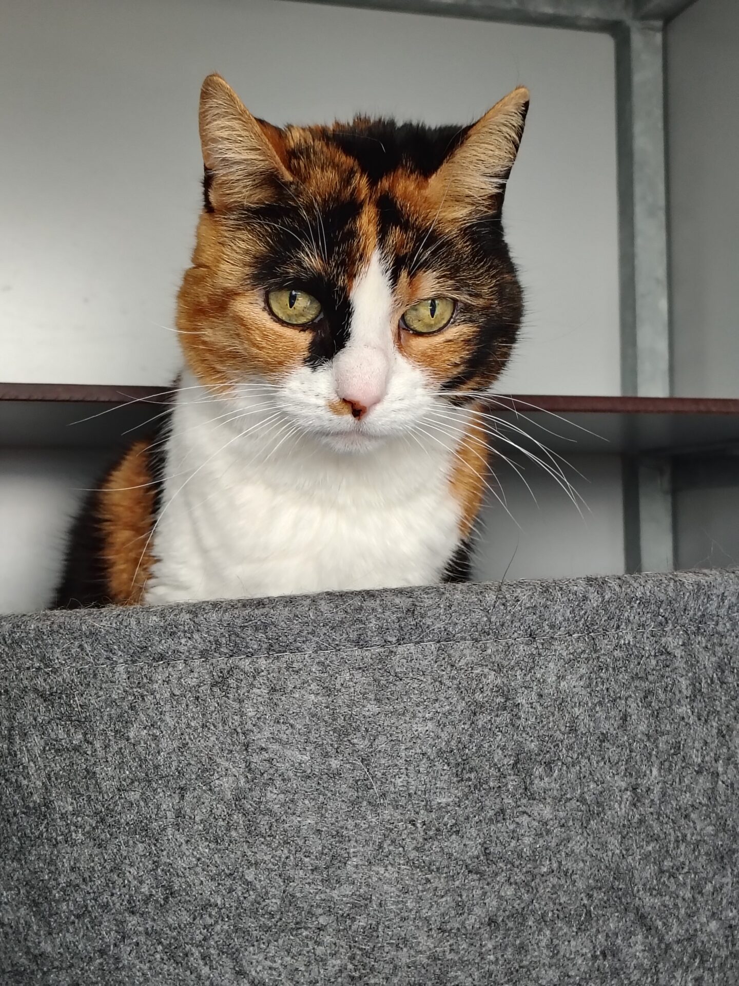 Onze asielkatten - Dierenasiel Almere