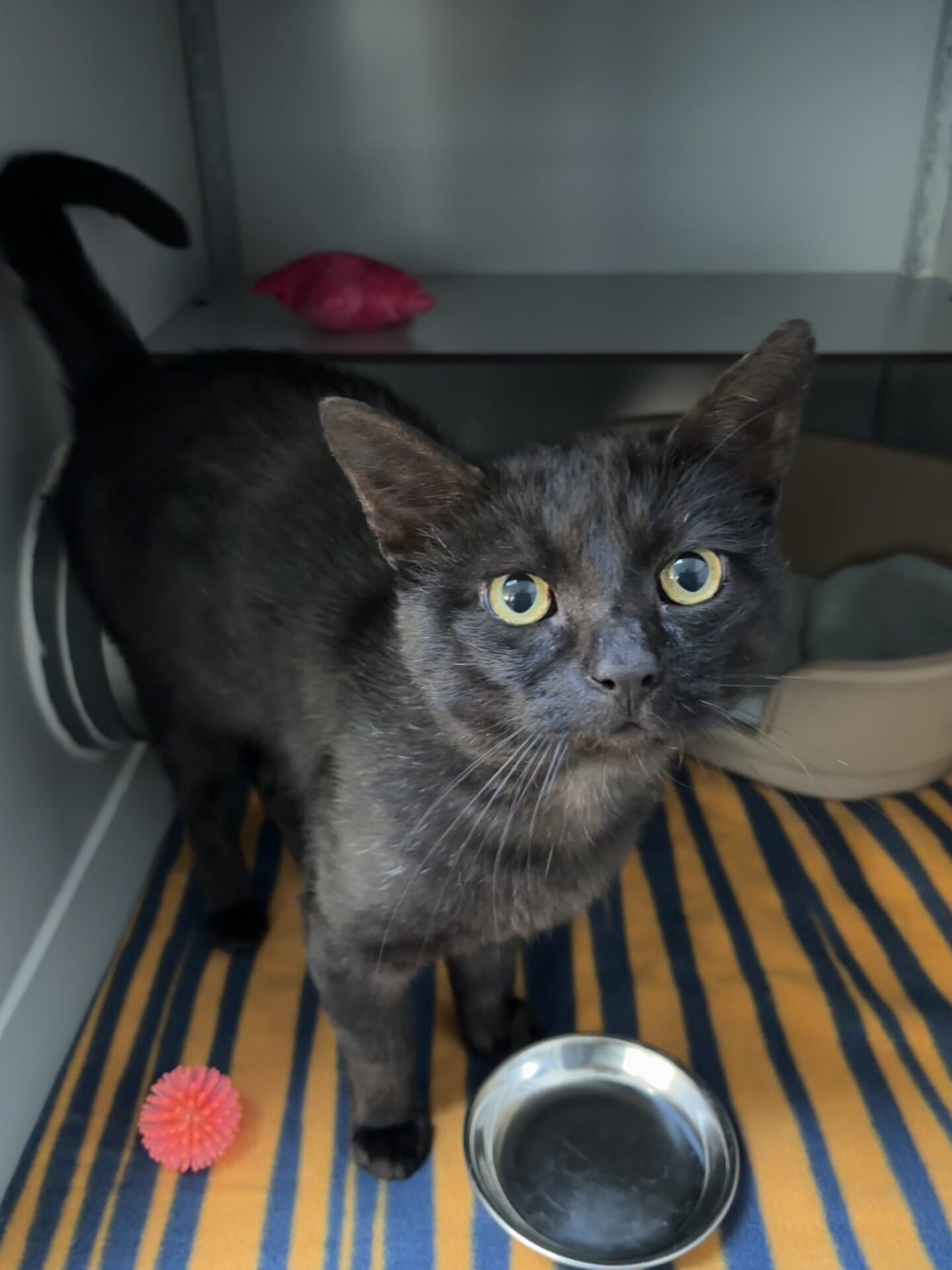 Onze asielkatten - Dierenasiel Almere