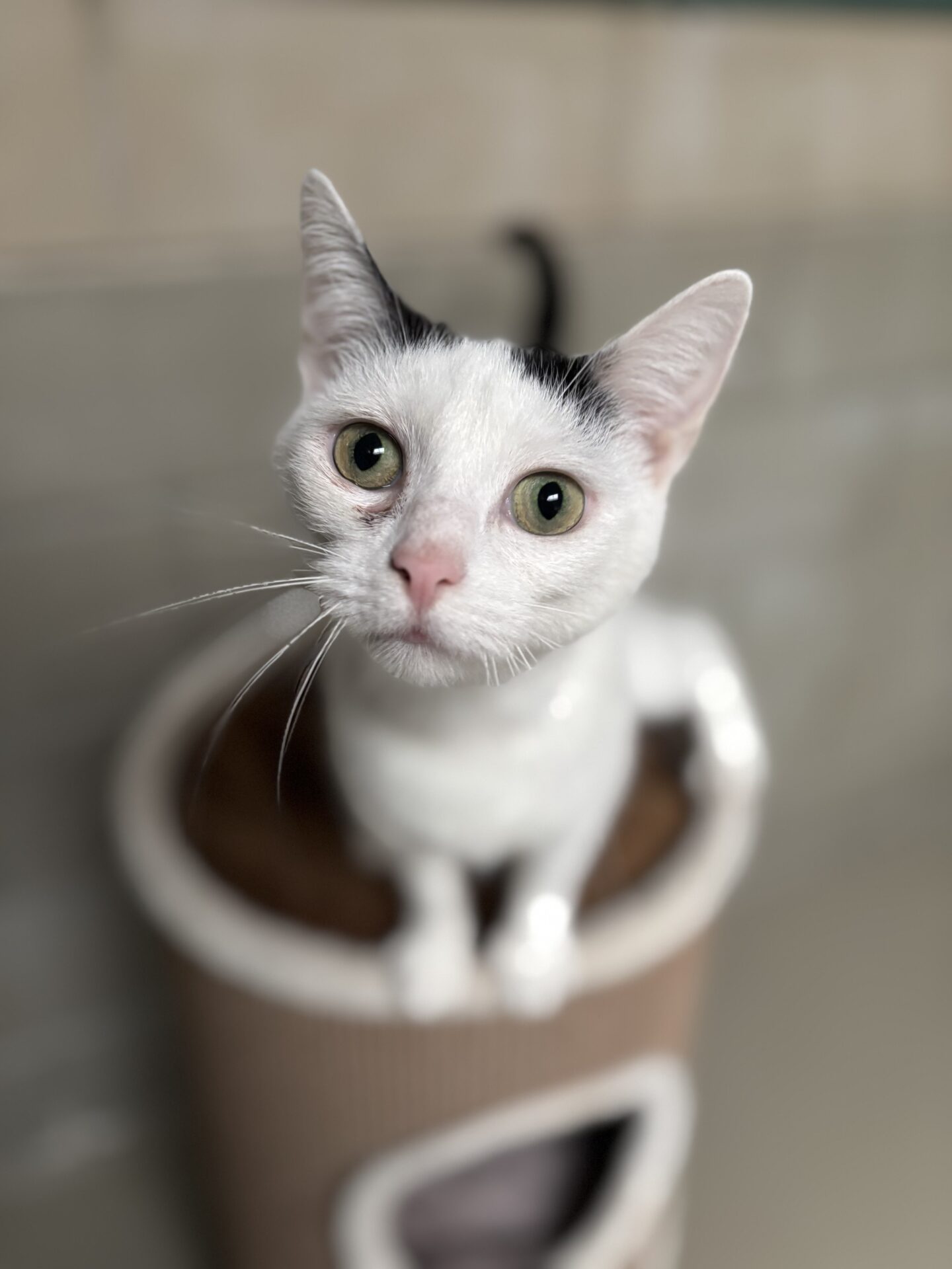 Viola – Dierenasiel Almere