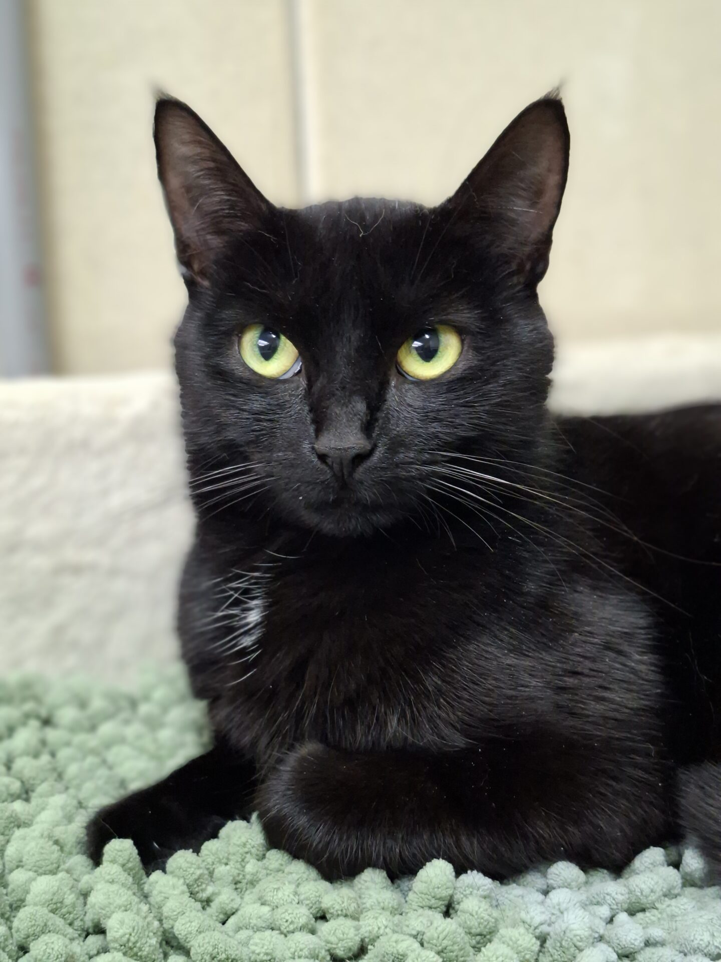 Onze asielkatten - Dierenasiel Almere