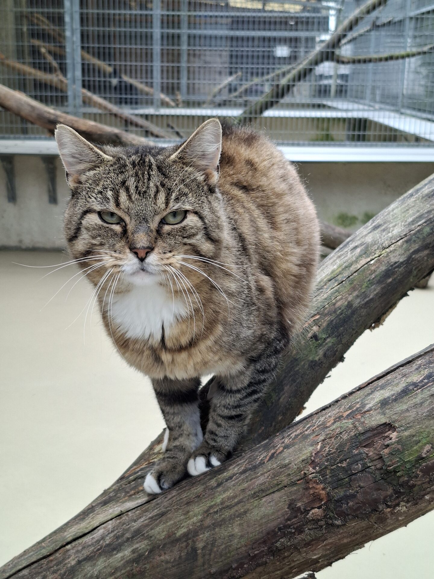 Onze asielkatten - Dierenasiel Almere