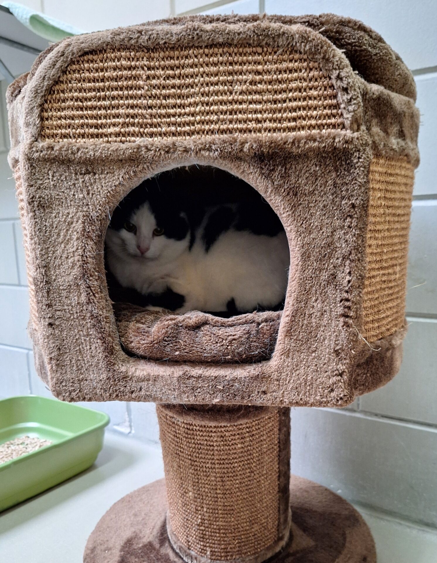 Sierd – Dierenasiel Almere