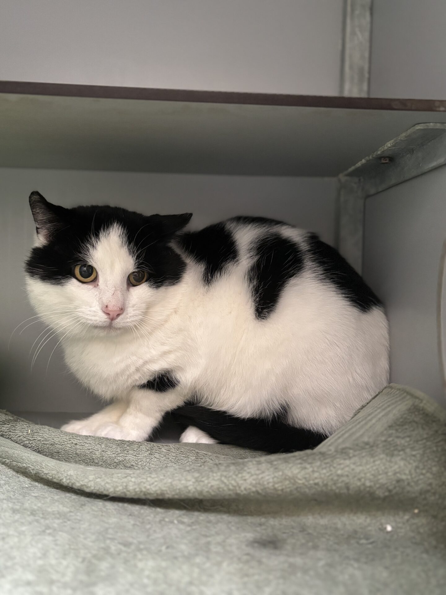 Sierd – Dierenasiel Almere